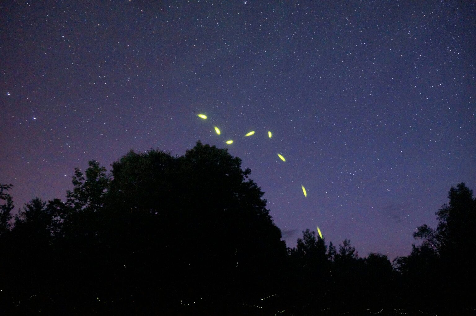 Glow in the Dark Beetles How and Why Some Beetles Light Up – Insect Hive