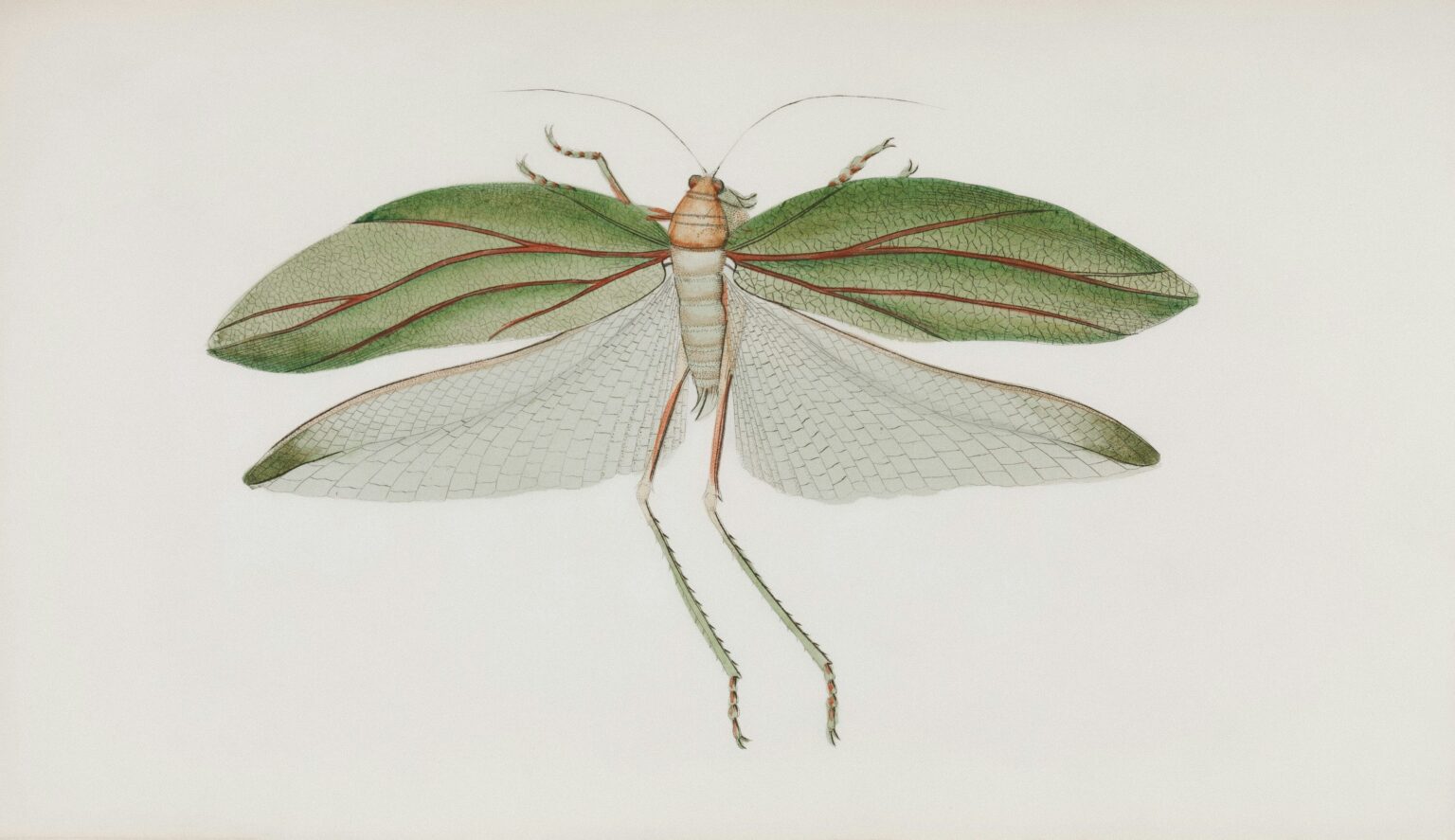 The Insects That Inspired Ancient Myths and Legends – Insect Hive