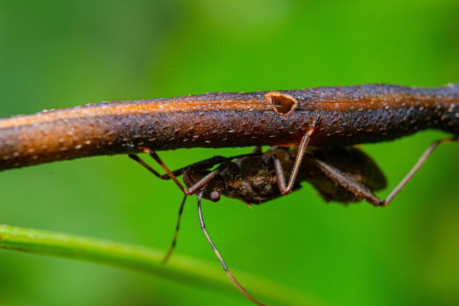 The Longest Insect in the World It Looks Like a Walking Stick – Insect Hive