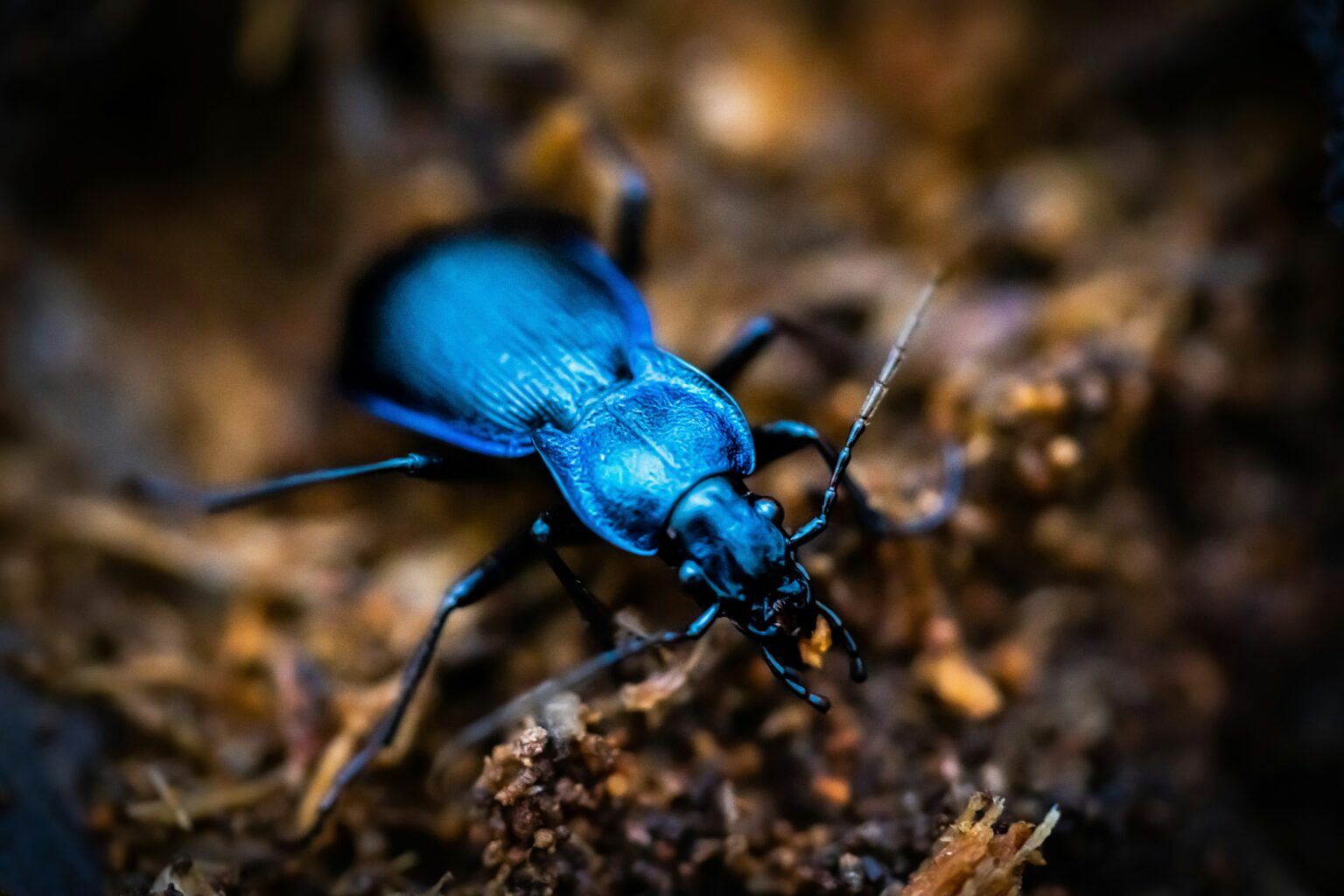 Glow in the Dark Beetles How and Why Some Beetles Light Up – Insect Hive