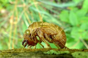 The Insects That Inspired Ancient Myths and Legends – Insect Hive