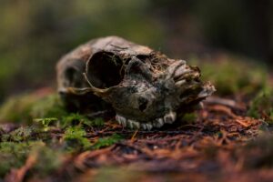 How Decomposers Break Down Dead Plants and Animals to Enrich Soil ...