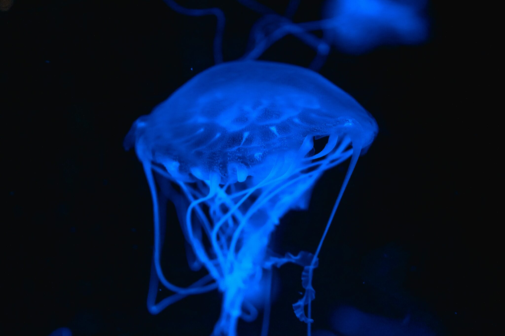 Glow in the Dark Beetles How and Why Some Beetles Light Up – Insect Hive
