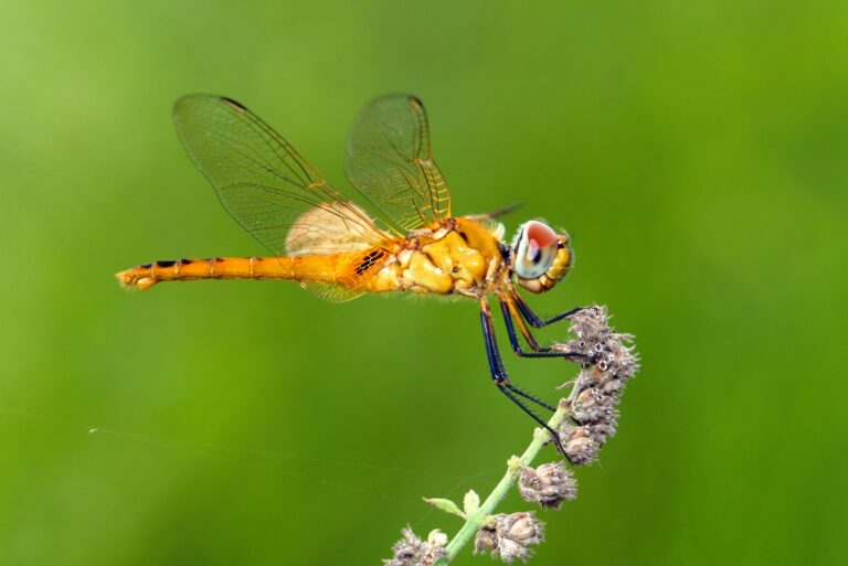 The Insects That Inspired Ancient Myths and Legends – Insect Hive