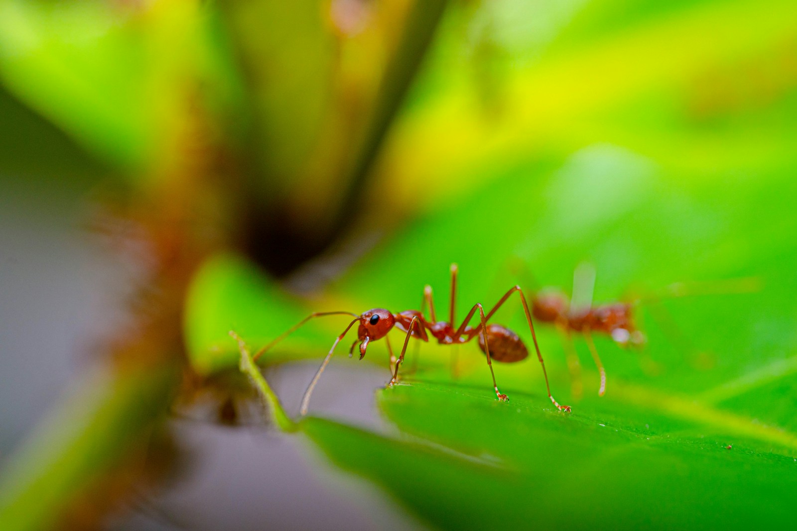Why Fire Ants Are an Invasive Species That Disrupts Ecosystems – Insect ...