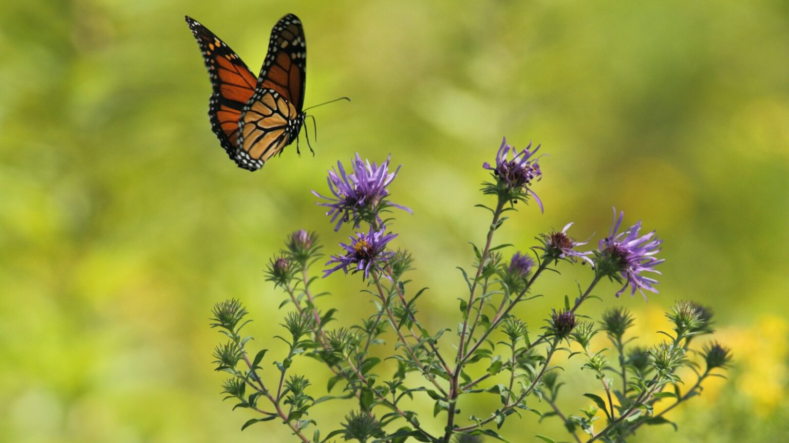 Why Butterflies Are a Key Indicator of a Healthy Ecosystem – Insect Hive
