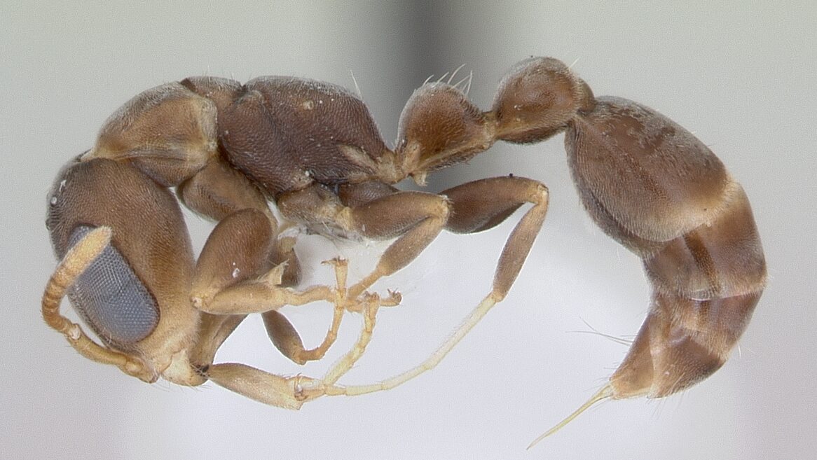 The Most Bizarre Looking Ant Species Ever Found – Insect Hive