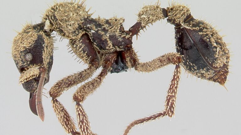 The Most Bizarre Looking Ant Species Ever Found – Insect Hive