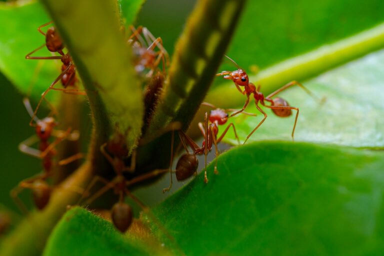 Why Fire Ants Are an Invasive Species That Disrupts Ecosystems – Insect ...