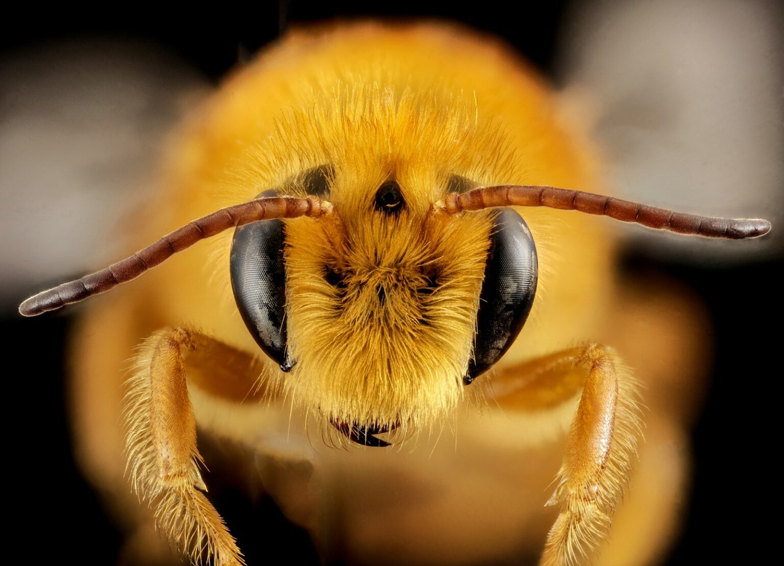The Most Efficient Insect Hunters – Nature’s Top Predators – Insect Hive