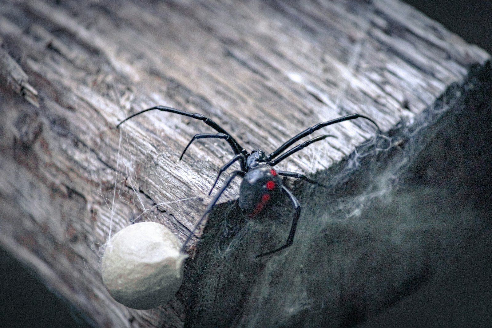 How Venomous Spiders Compare to Venomous Snakes in Toxicity – Insect Hive