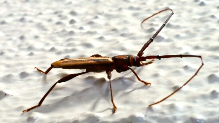 The Most Efficient Insect Hunters – Nature’s Top Predators – Insect Hive