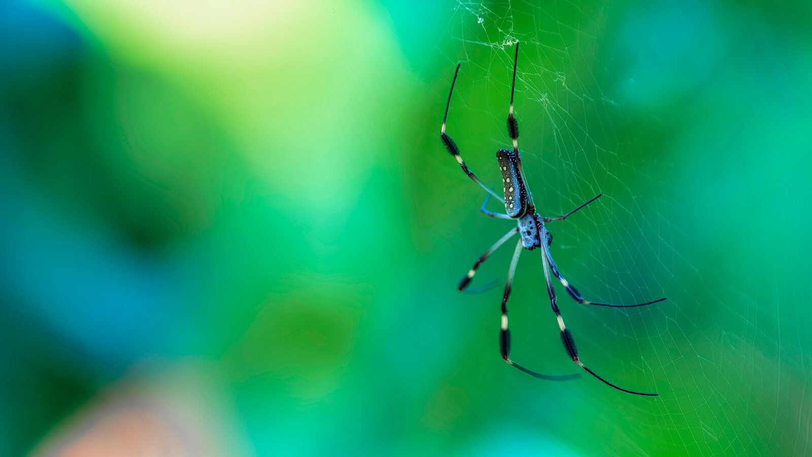 The Myth That All Big Spiders Are Venomous What’s the Truth – Insect Hive