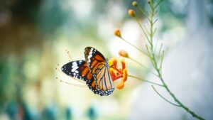 Why Butterflies Are a Key Indicator of a Healthy Ecosystem – Insect Hive