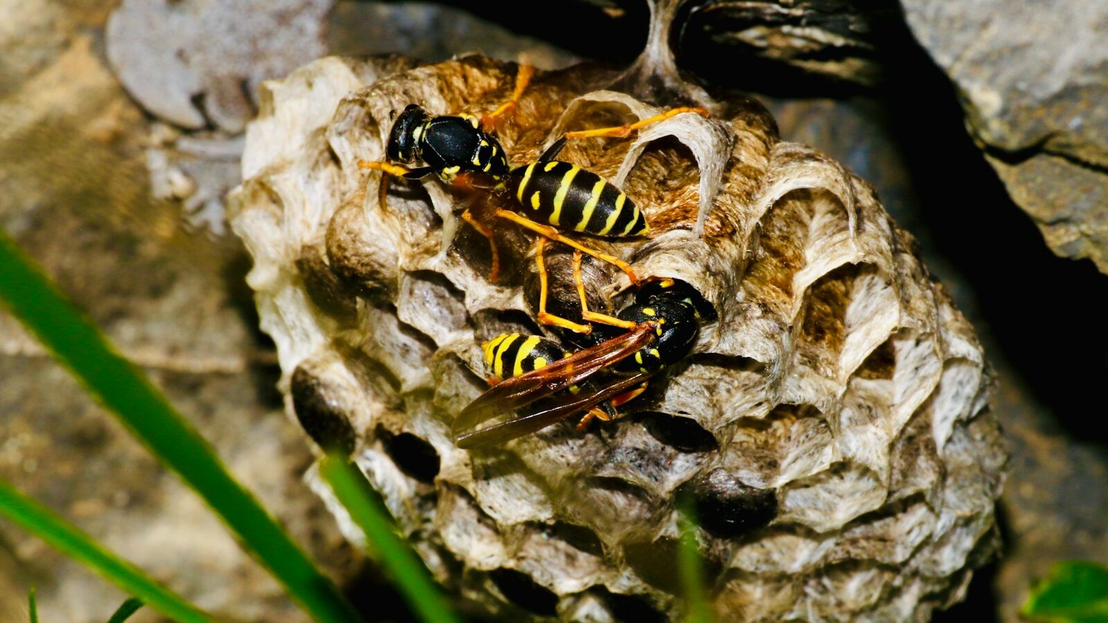 The Smallest Known Insect That Still Has a Brain – Insect Hive