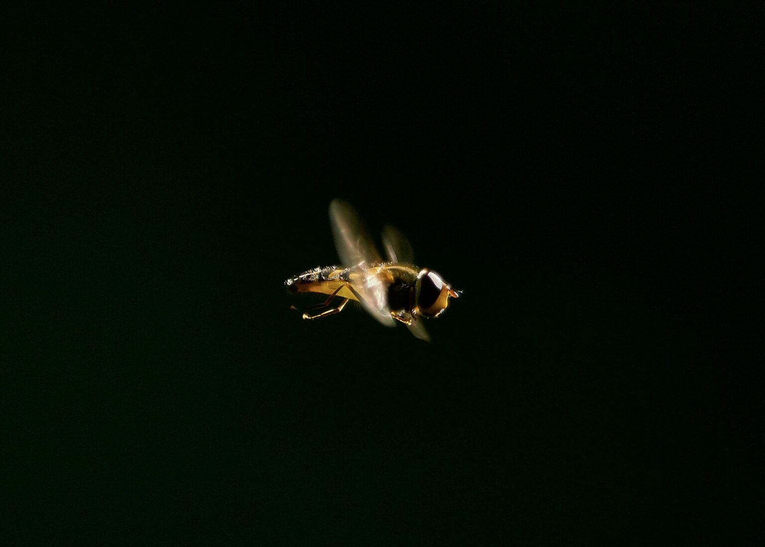 Why Some Insects Glow in the Dark – Insect Hive