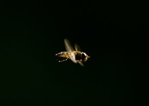 Why Some Insects Glow in the Dark – Insect Hive