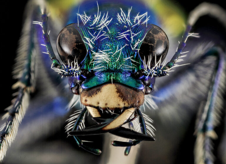 The Most Efficient Insect Hunters – Nature’s Top Predators – Insect Hive