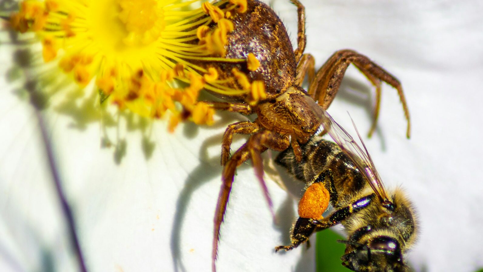 How a Single Spider Bite Can Cause Flesh Necrosis – Insect Hive