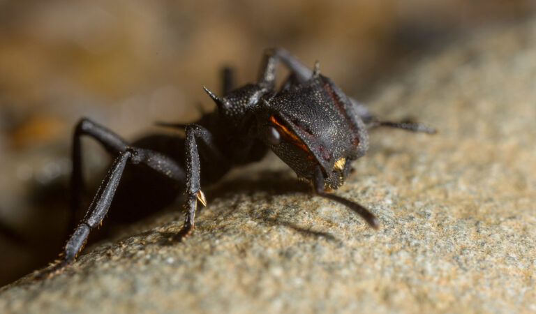 The Most Bizarre Looking Ant Species Ever Found – Insect Hive