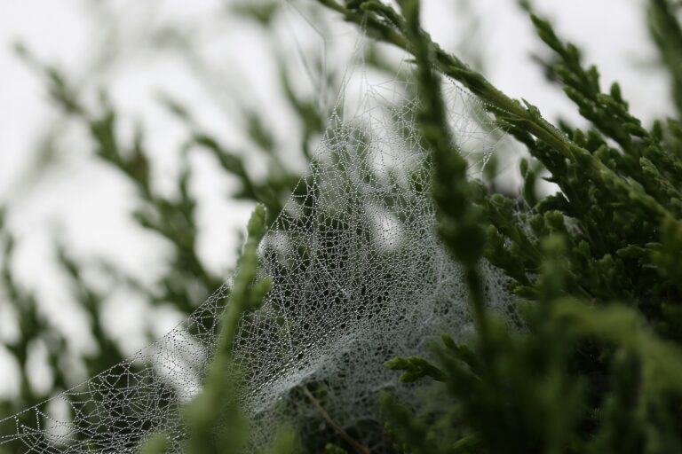 The Smallest Venomous Spider in the World – Tiny But Deadly – Insect Hive