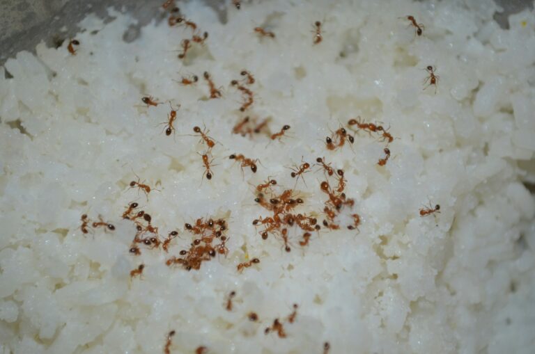 The Crucial Role of Ants in Tropical Rainforests – Insect Hive