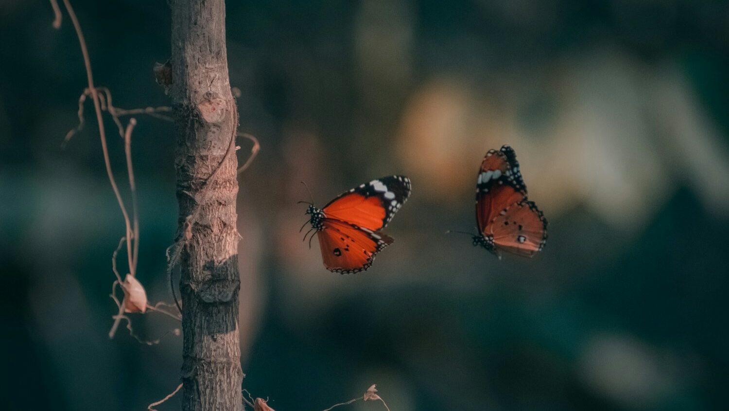 Insects in Folklore and Superstition Around the World – Insect Hive