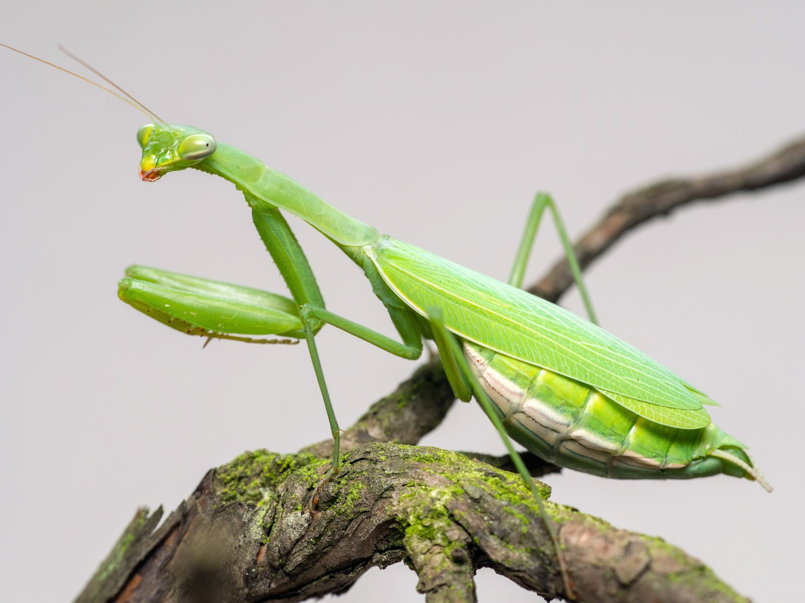 The Deadly Dance of the Praying Mantis – How They Lure Prey – Insect Hive