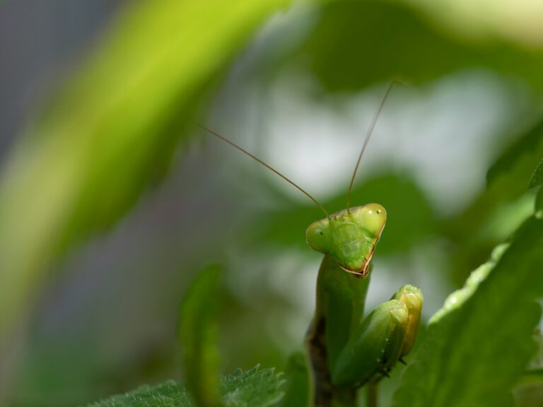 The Deadly Dance of the Praying Mantis – How They Lure Prey – Insect Hive