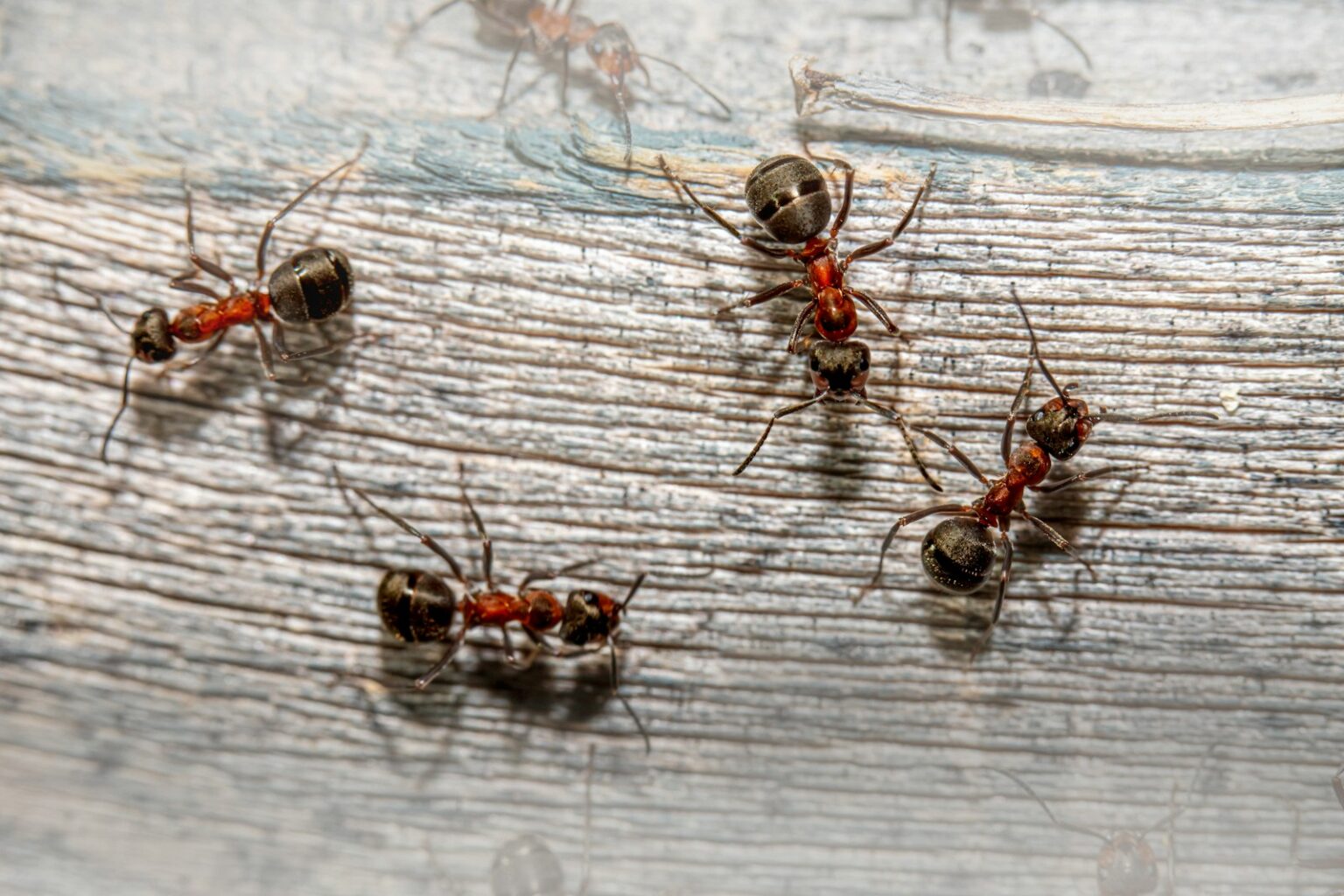 The Crucial Role of Ants in Tropical Rainforests – Insect Hive