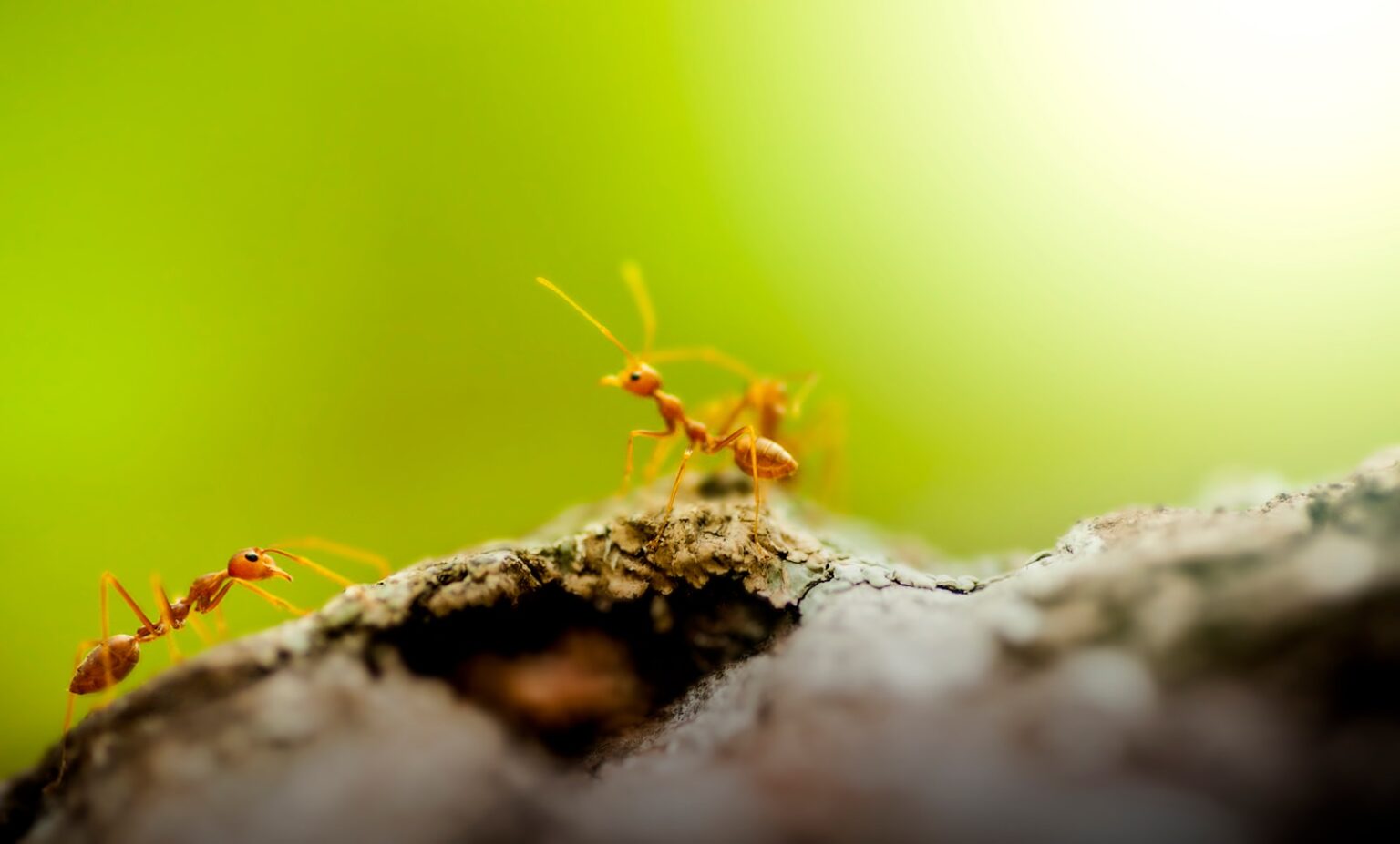 Why Fire Ants Are an Invasive Species That Disrupts Ecosystems – Insect ...