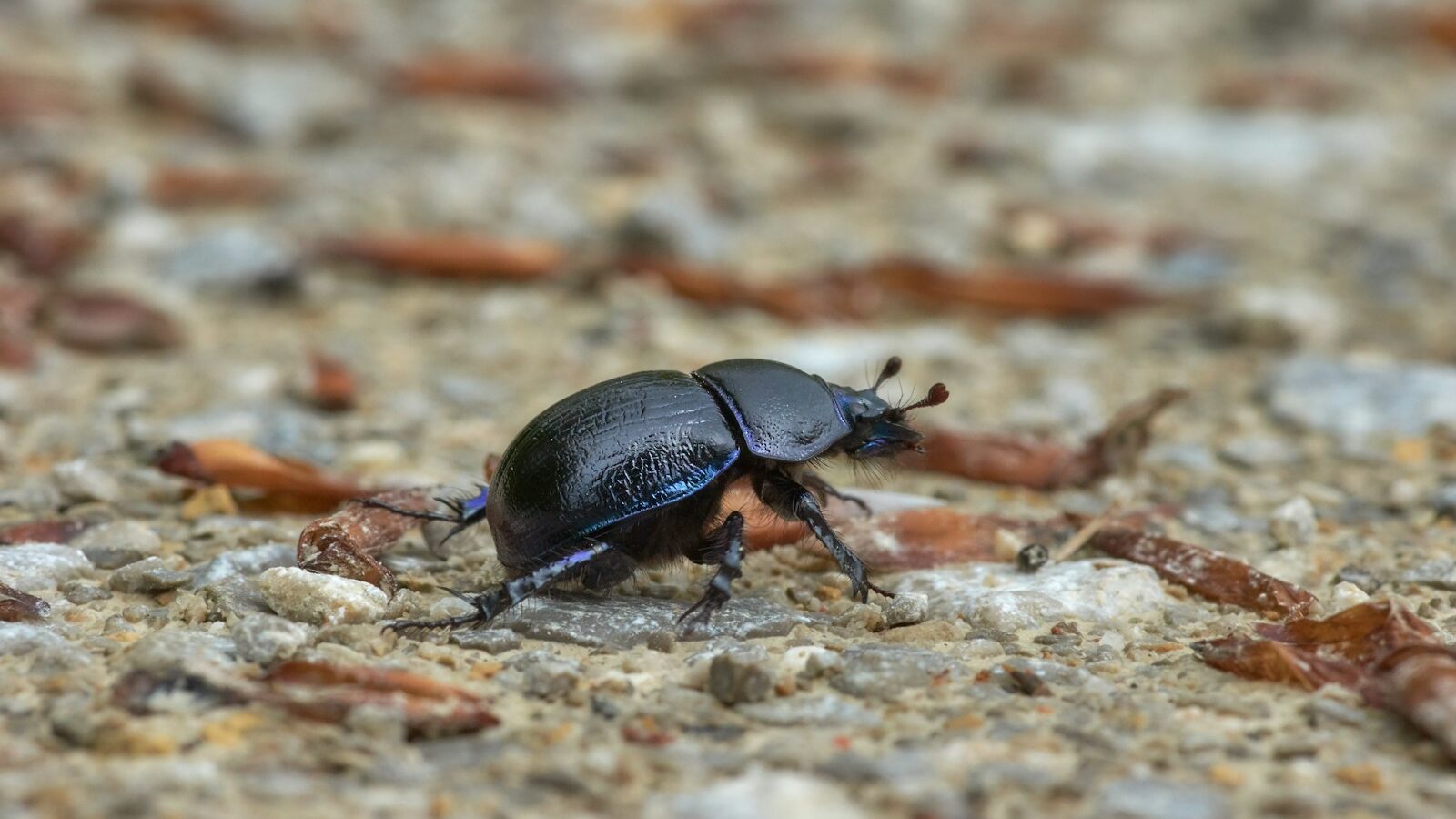 How Dung Beetles Help Keep the Environment Clean – Insect Hive