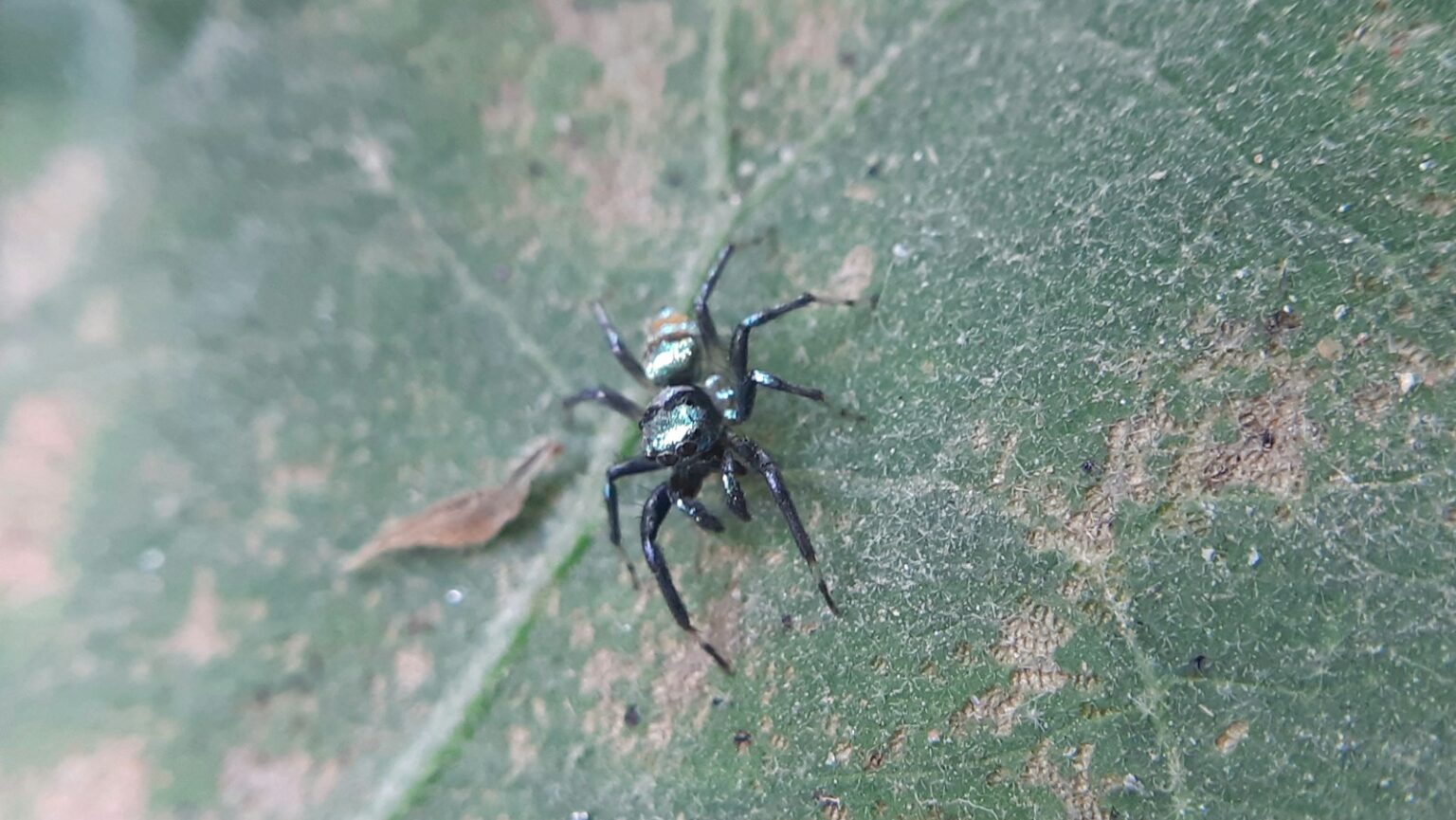 How a Single Spider Bite Can Cause Flesh Necrosis – Insect Hive
