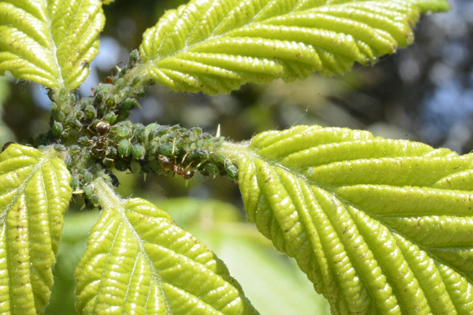 The Crucial Role of Ants in Tropical Rainforests – Insect Hive