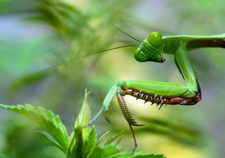 The Deadly Dance of the Praying Mantis – How They Lure Prey – Insect Hive