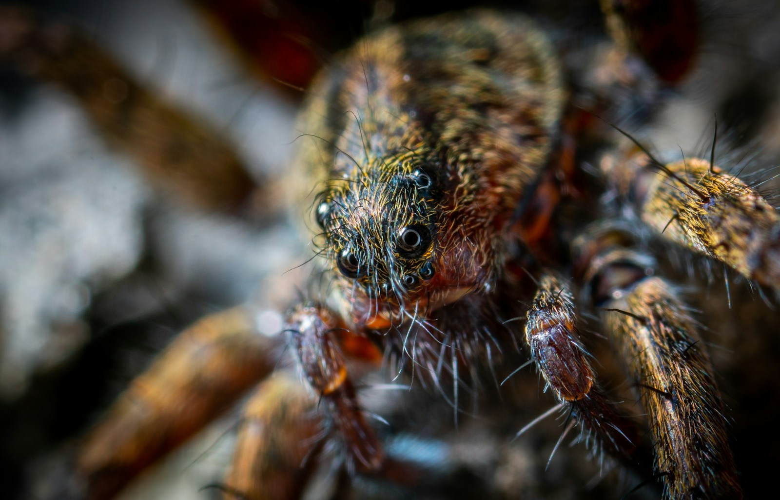 The Best Ways to Identify Non-Venomous Spiders – Insect Hive