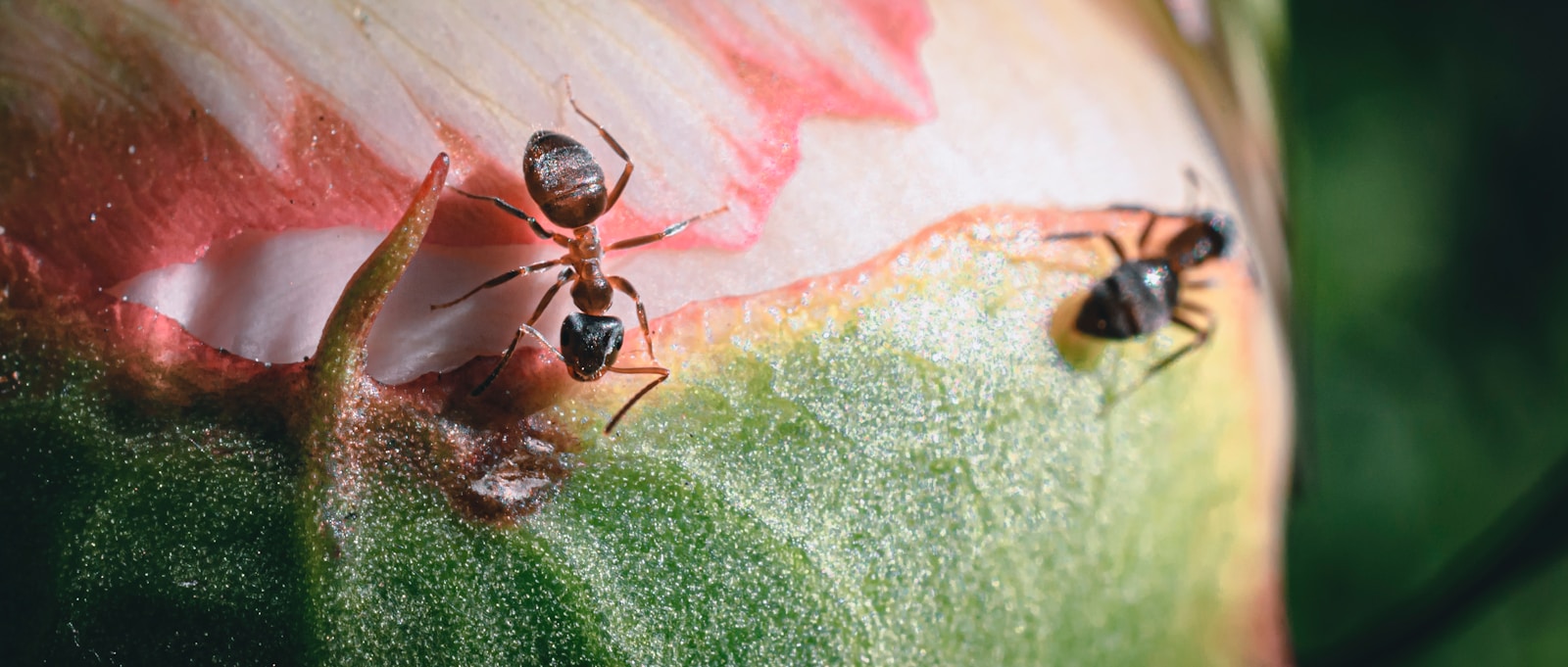 How Army Ants Coordinate Massive Raids Without a Leader – Insect Hive