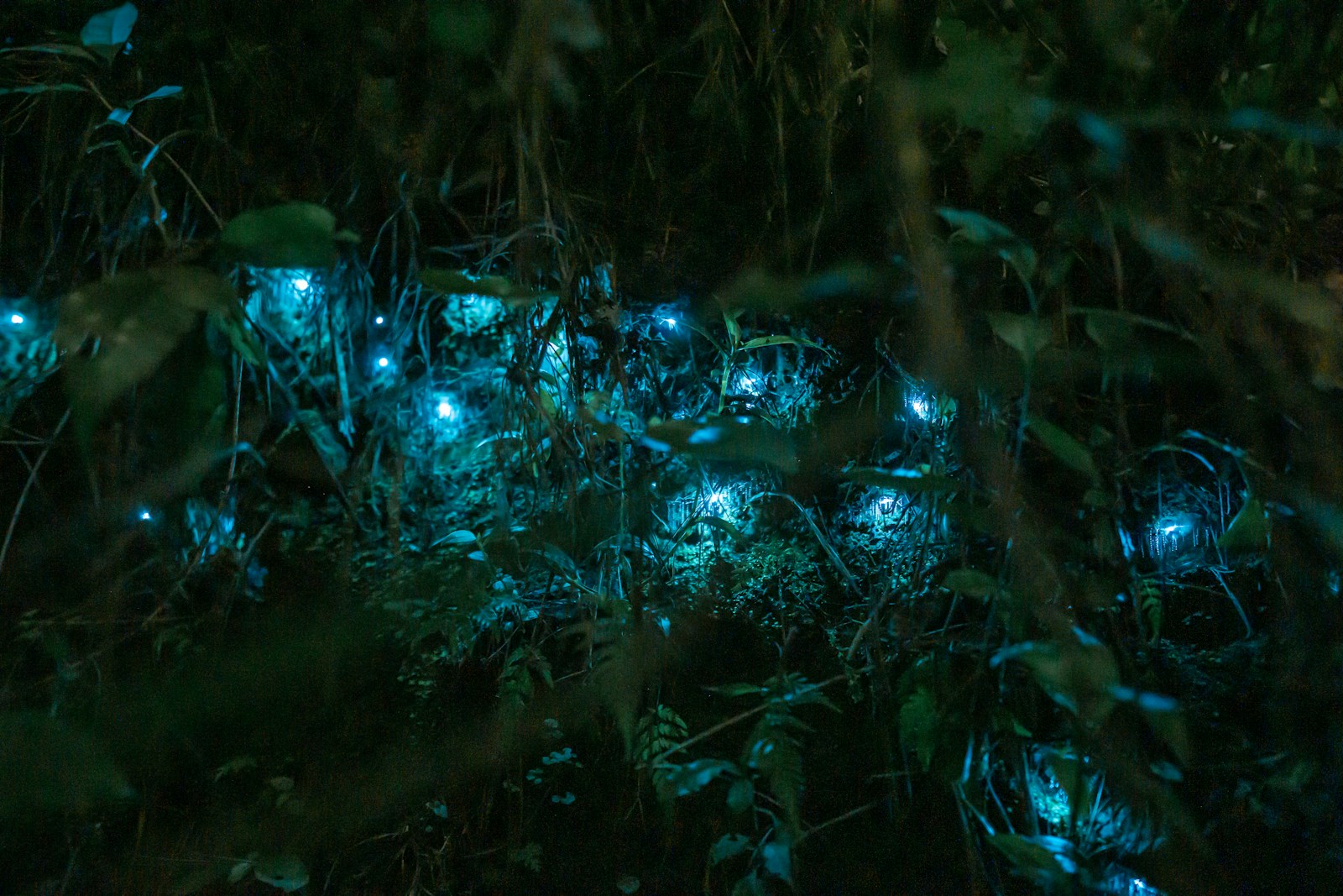 Why Some Insects Glow in the Dark – Insect Hive