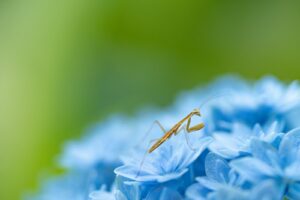 The Deadly Dance of the Praying Mantis – How They Lure Prey – Insect Hive