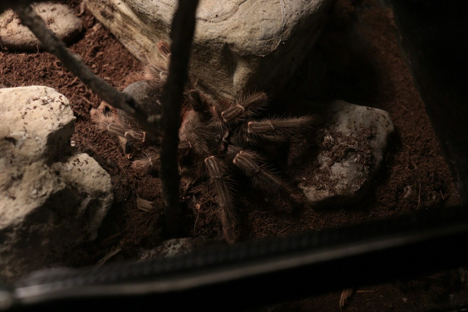 The Smallest Venomous Spider in the World – Tiny But Deadly – Insect Hive