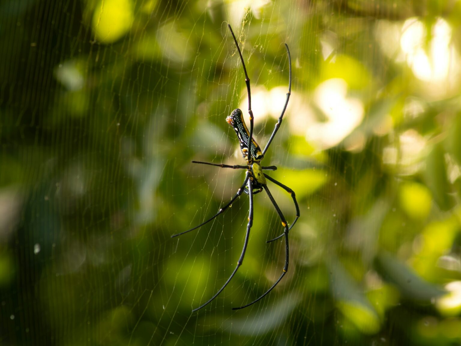 The Smallest Venomous Spider in the World – Tiny But Deadly – Insect Hive