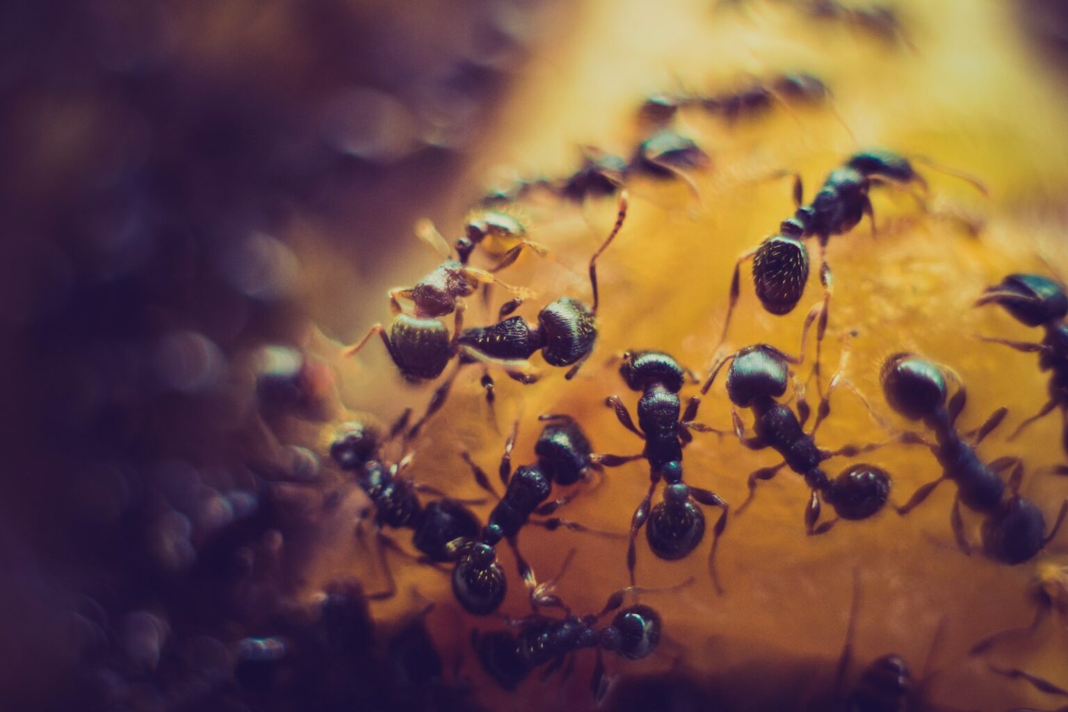 How Army Ants Coordinate Massive Raids Without a Leader – Insect Hive