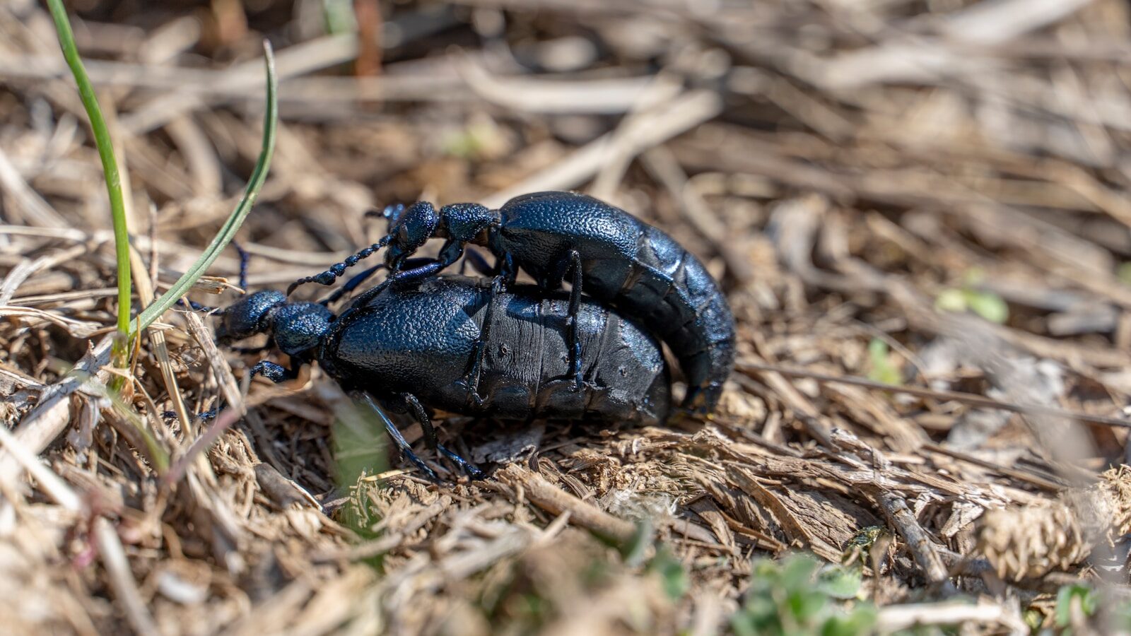 The Weirdest Bug Mating Rituals in Nature – Insect Hive