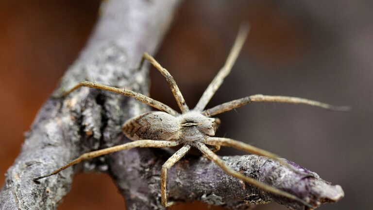 The Best Non Venomous Spiders to Observe in the Wild – Insect Hive