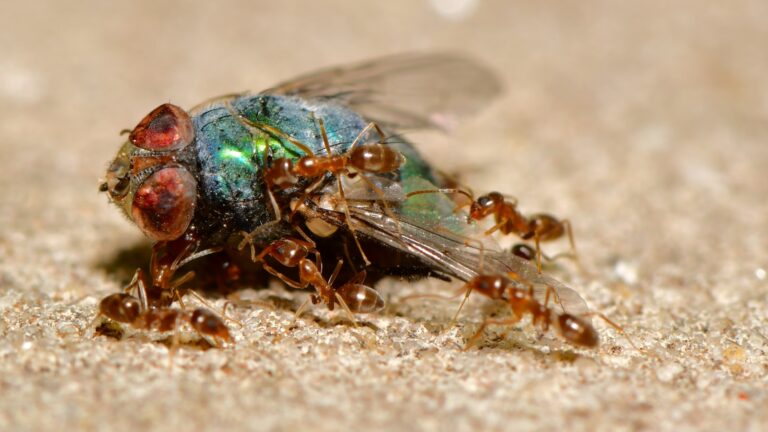 The Crucial Role of Ants in Tropical Rainforests – Insect Hive