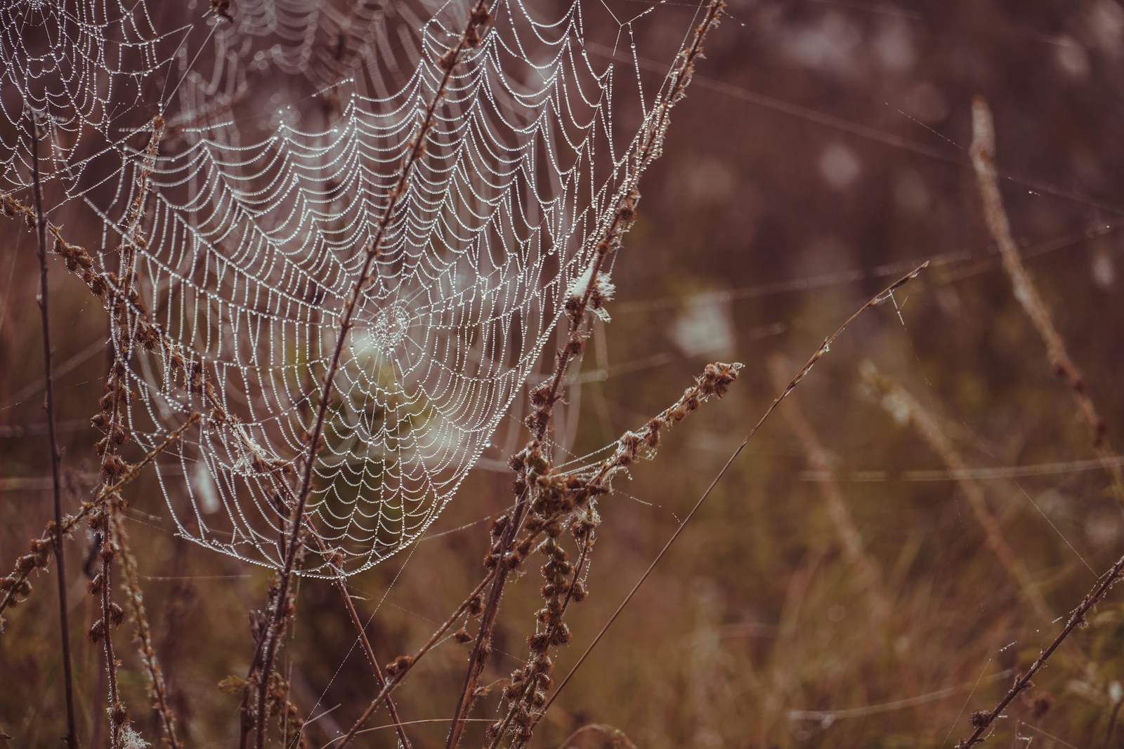 The Smallest Venomous Spider in the World – Tiny But Deadly – Insect Hive