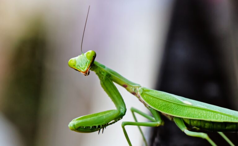 The Deadly Dance of the Praying Mantis – How They Lure Prey – Insect Hive
