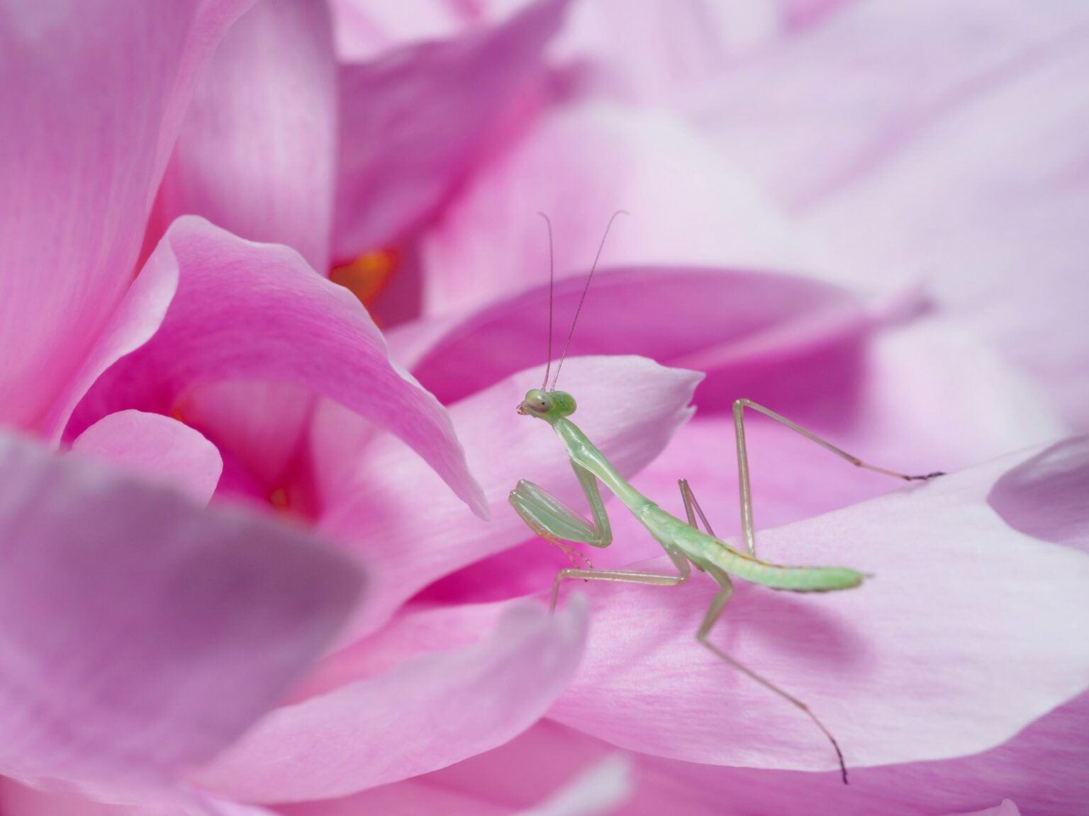 The Deadly Dance of the Praying Mantis – How They Lure Prey – Insect Hive