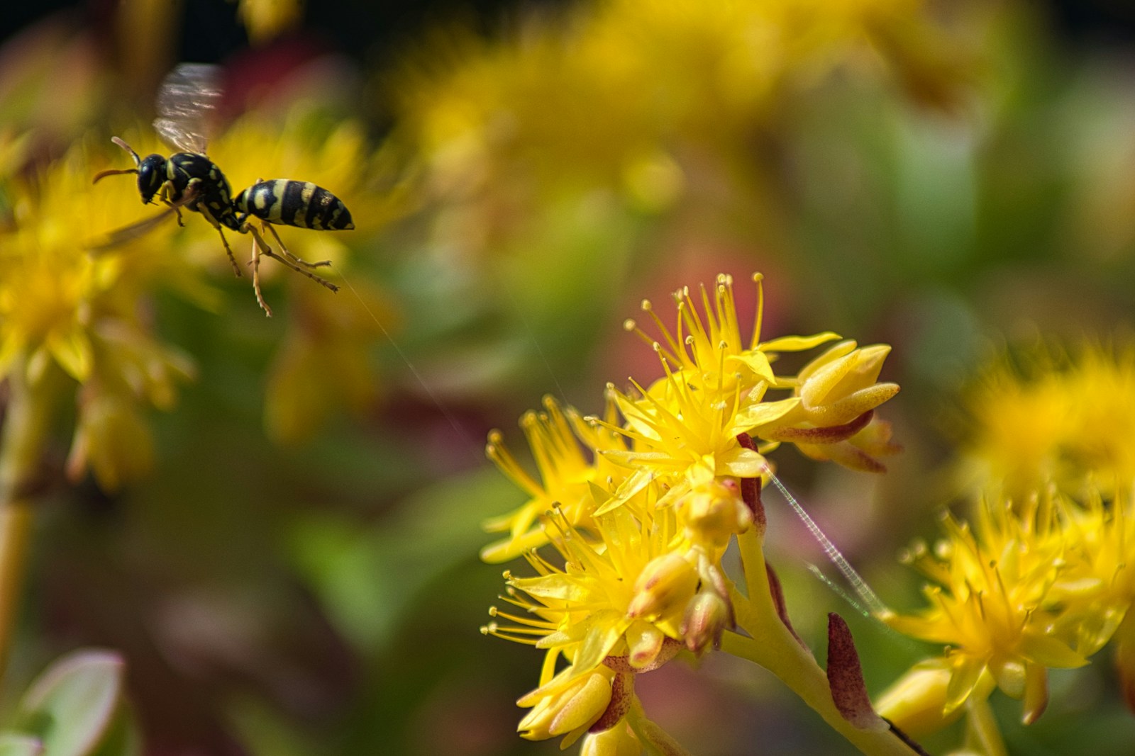 Why Some Wasps Are Essential for Healthy Ecosystems – Insect Hive