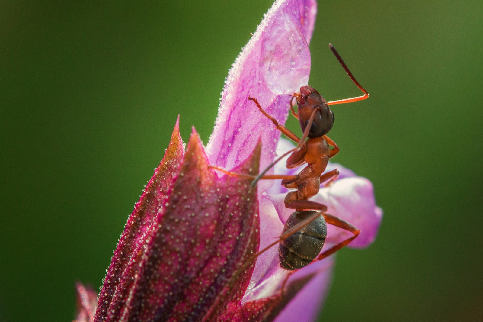 The Crucial Role of Ants in Tropical Rainforests – Insect Hive